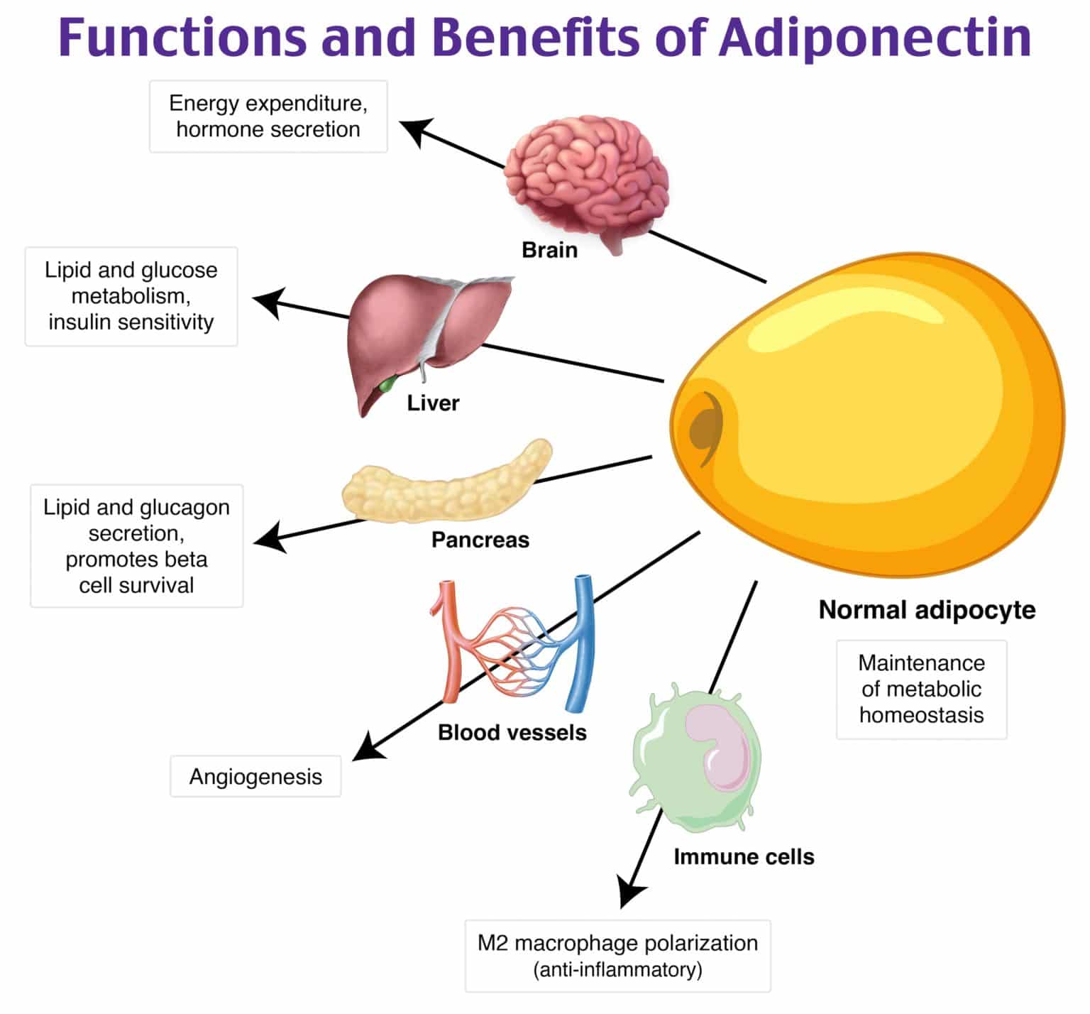 Introducing the Newest Obesity Medicine Qbank for the ABOM ...