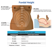 Rapid Review Fundal Height RoshReview Rapid Review Fundal Height RoshReview