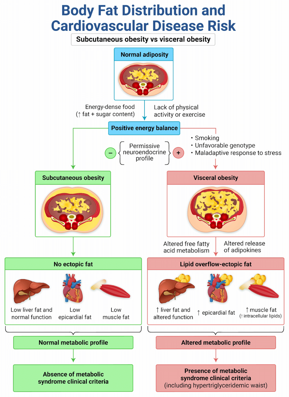 Top Questions About the Obesity Medicine Qbank & the 2026 ABOM ...